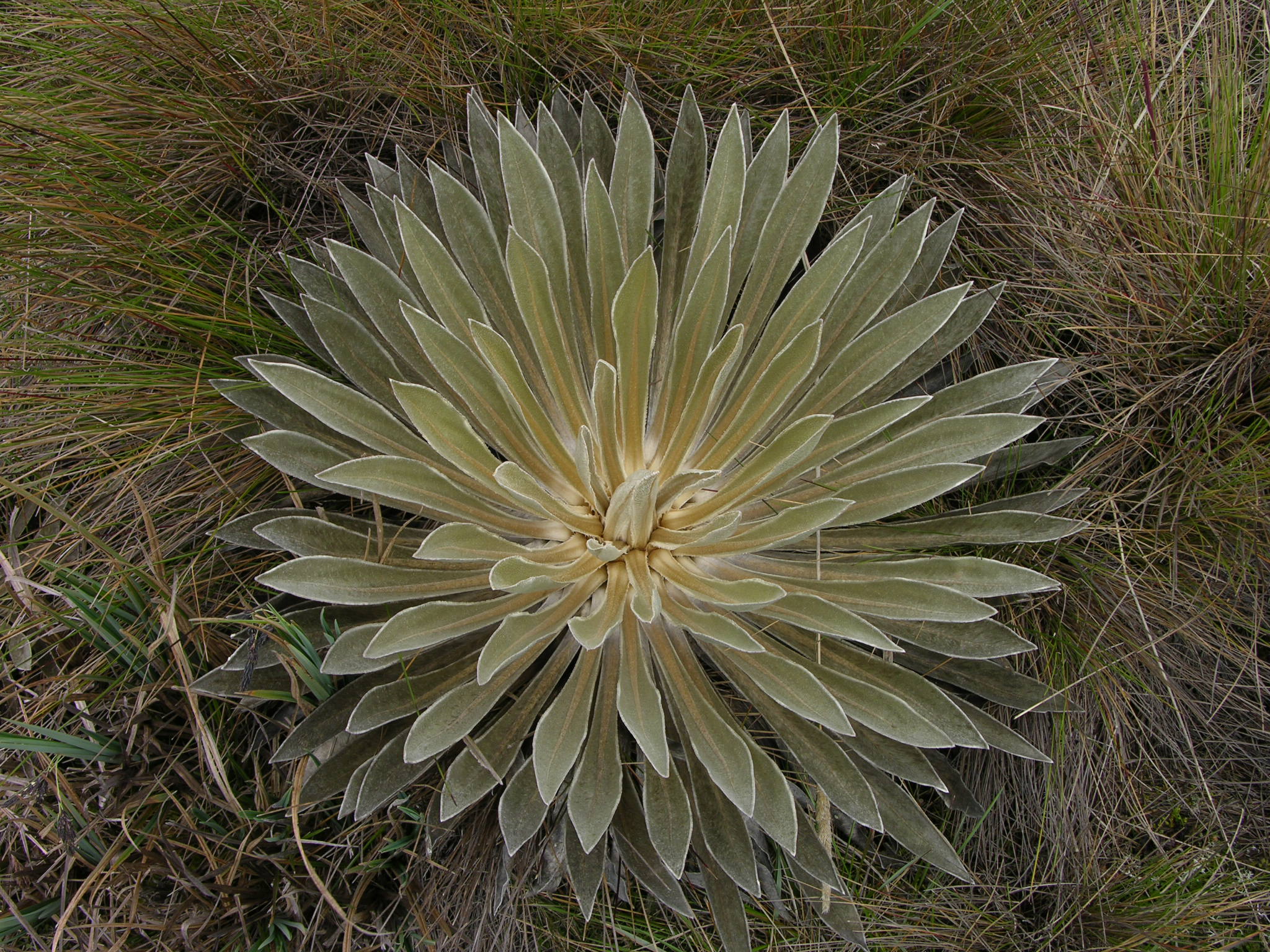 Frailejones (Espeletia ) de Ocetá – Andeantrees