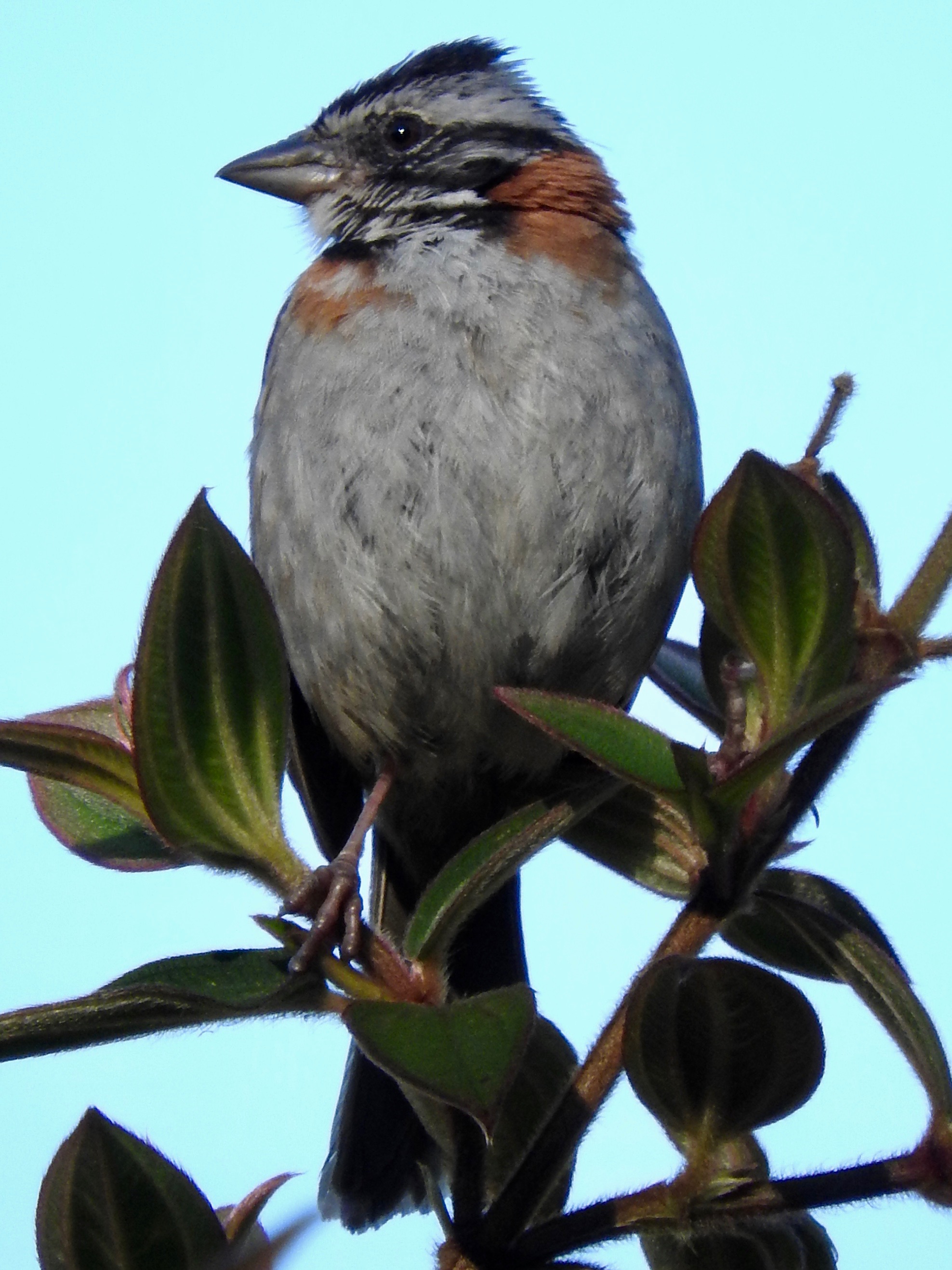 El canto del Copeton. Parte I – Andeantrees