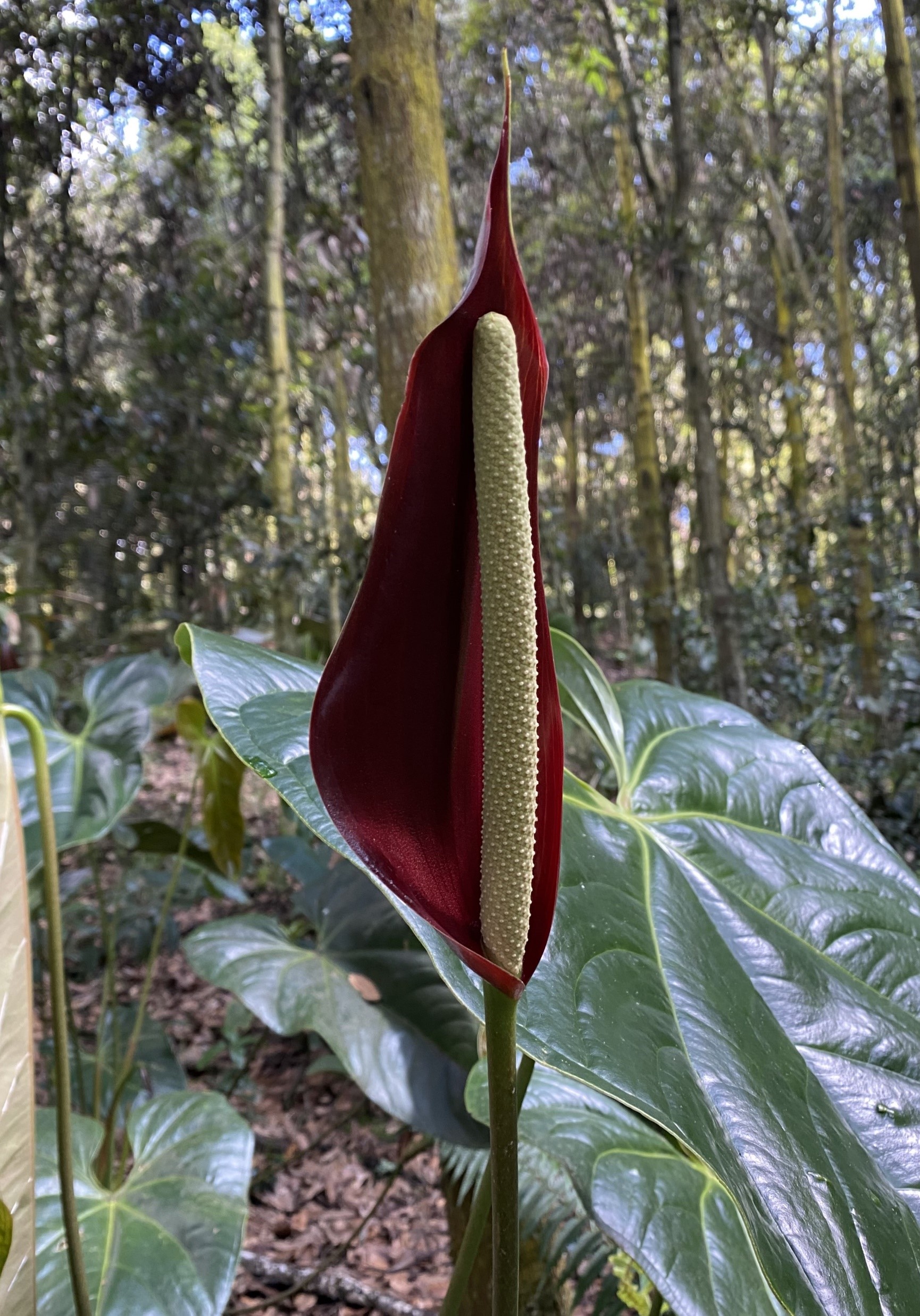 Andeantrees – High-Andean Ecosystems