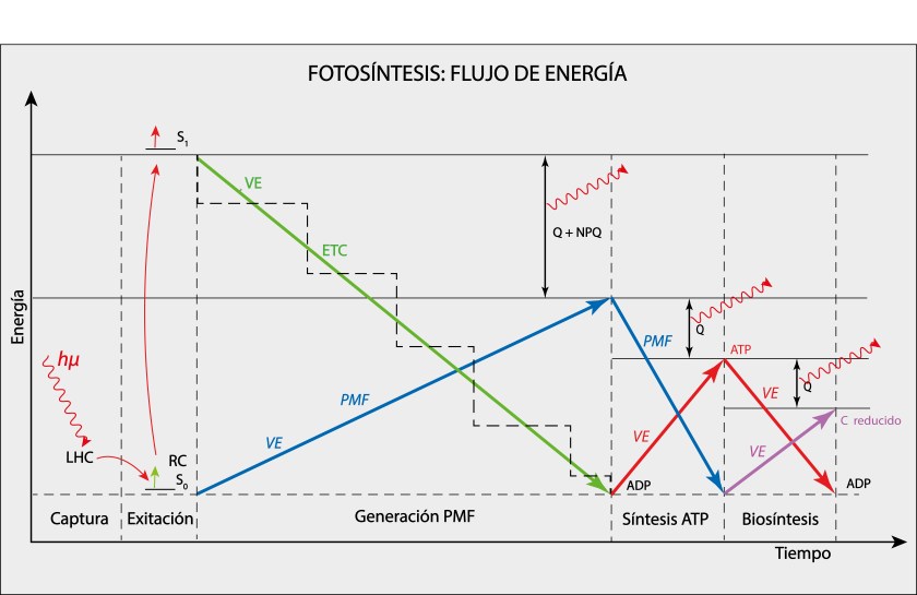 III. FOTOSÍNTESIS: FLUJO DE ENERGÍA – Andeantrees