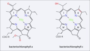 X. CLOROSOMA: ESTRUCTURA Y FUNCIÓN – Andeantrees