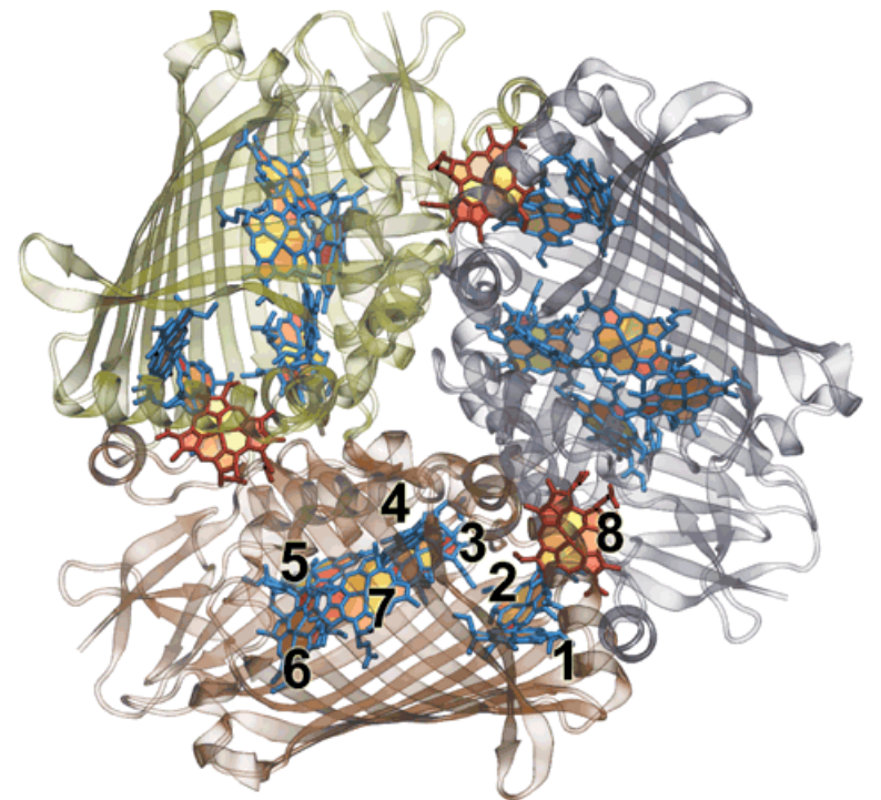 X. CLOROSOMA: ESTRUCTURA Y FUNCIÓN – Andeantrees